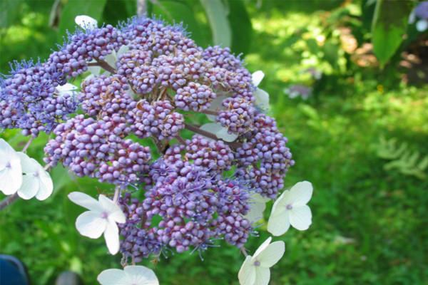 Datura Informatik + Organisation AG